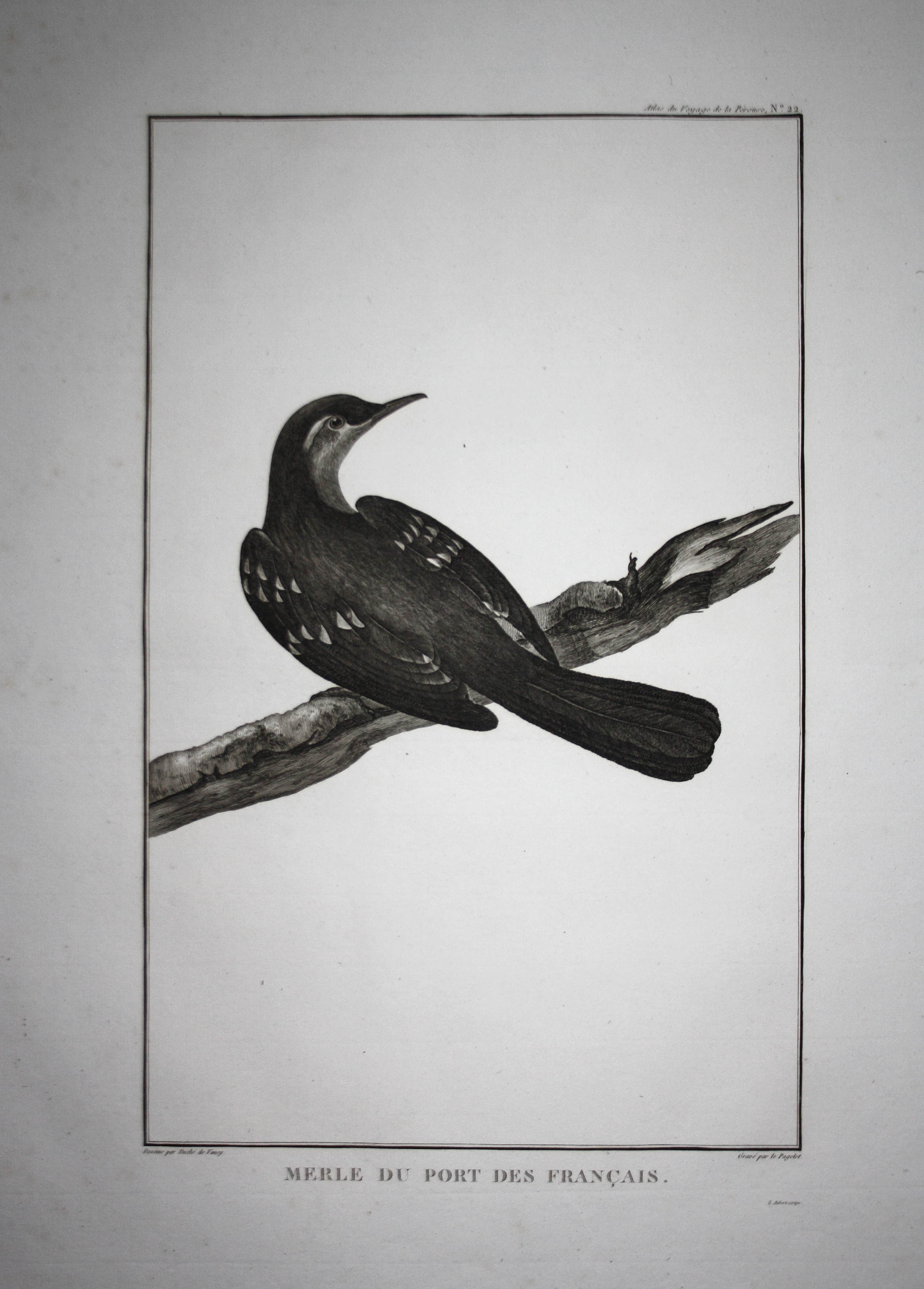 "Merle du port des francais" - Alaska America common blackbird bird ...