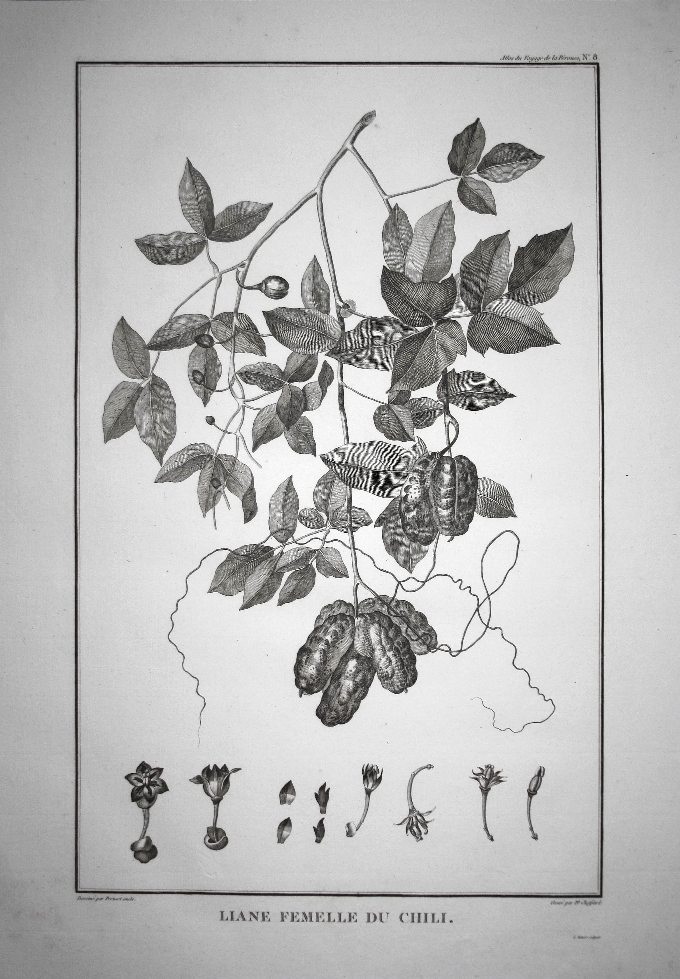 "Liane femelle du Chili" - Chile South America botany plant femelle ...