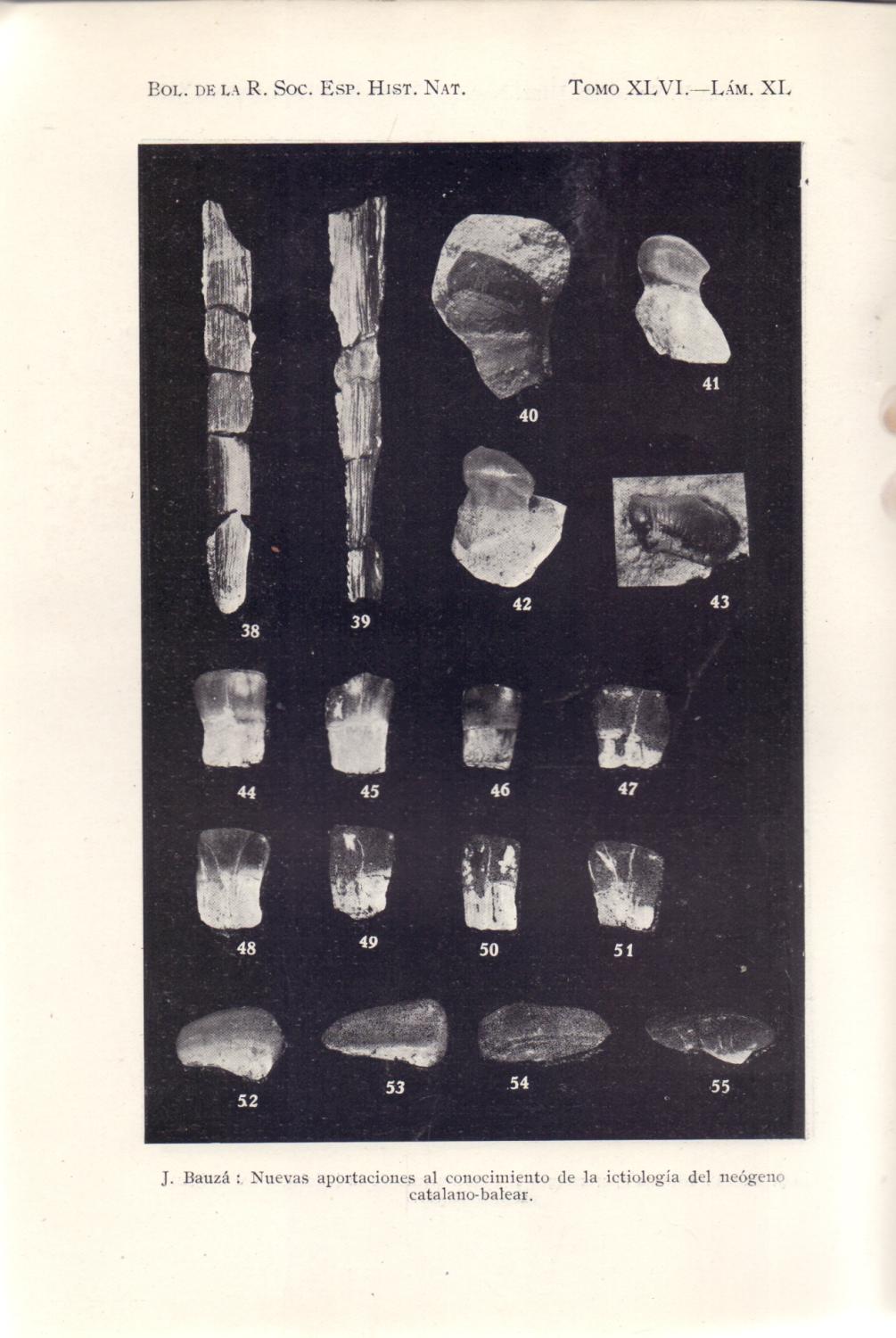 NUEVAS APORTACIONES AL CONOCIMIENTO DE LA ICTIOLOGIA DEL NEOGENO ...