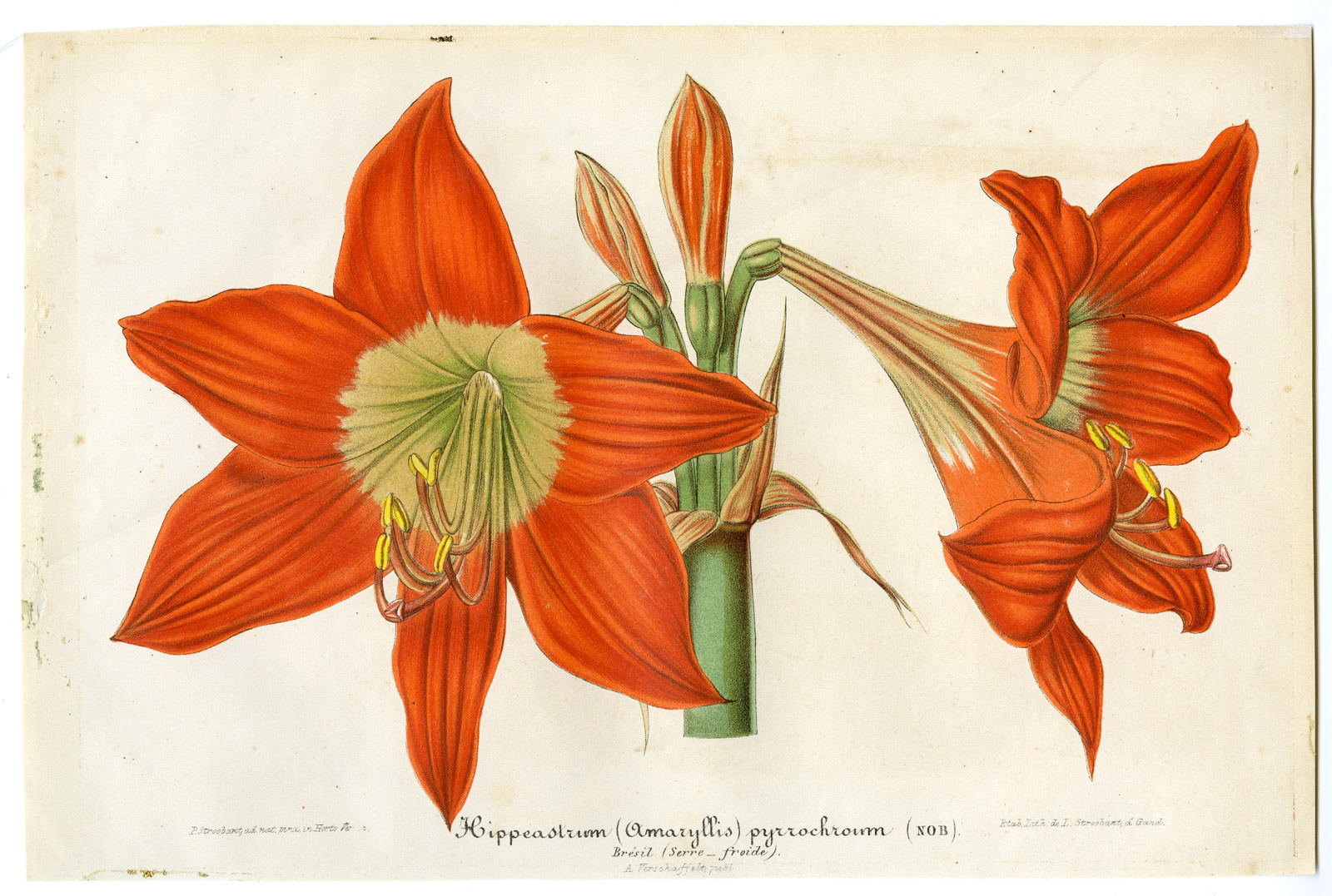 Antique Print-HIPPEASTRUM PUNICEUM-BARBADOS LILY-EASTER-Stroobant-1860 ...