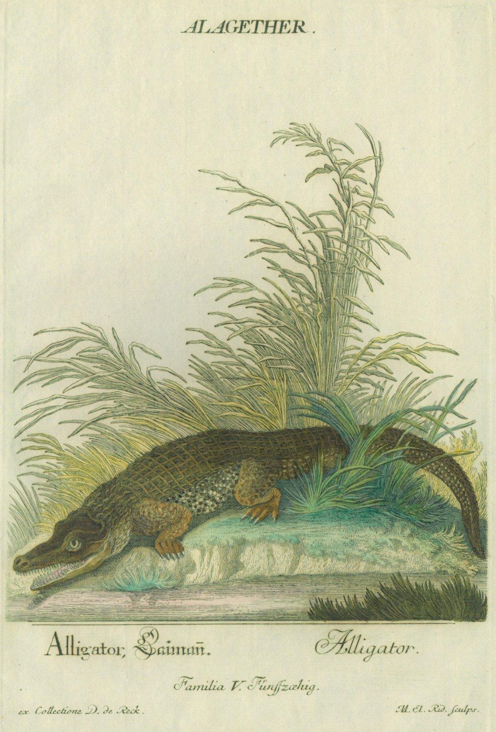 KROKODIL. - Kaiman. "Alligator, Caiman". Ein Kaiman am Flußufer.: Kunst ...