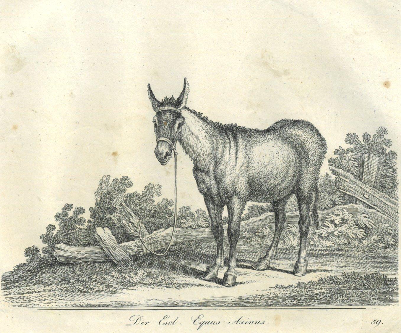 ESEL. "Der Esel". Eine gelungene Figur, aschgrau mit schwarzem Kreuz ...