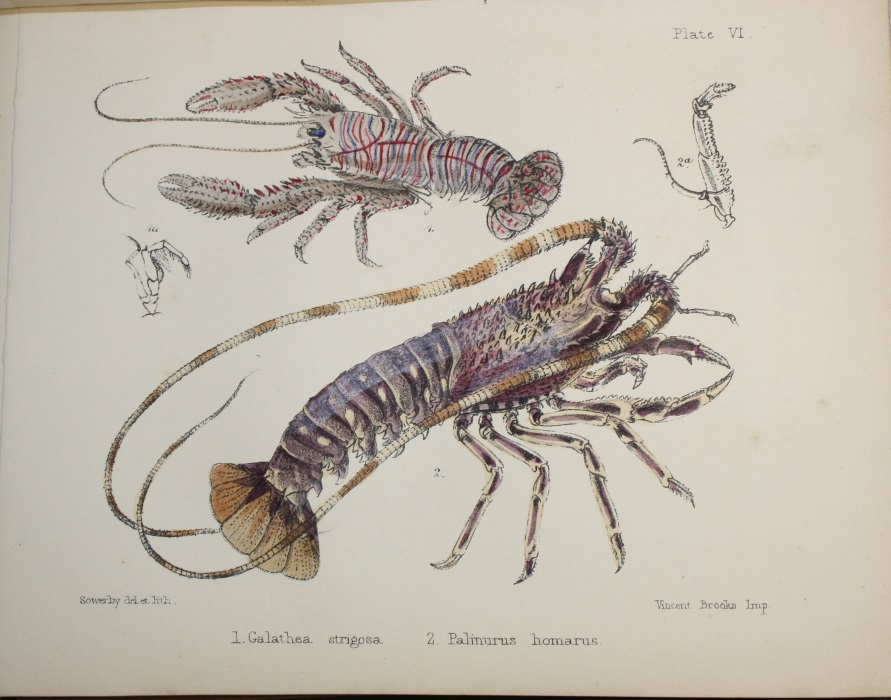 A Popular History of British Crustacea comprising a familiar account of ...