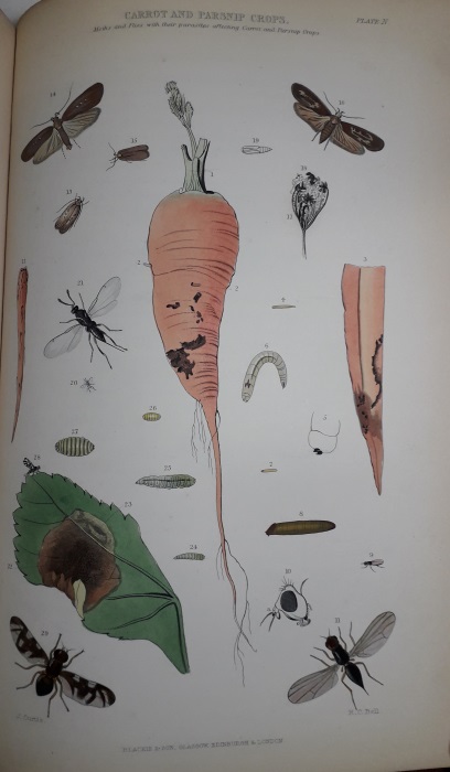 Farm Insects: Being the Natural History and Economy of the Insects ...