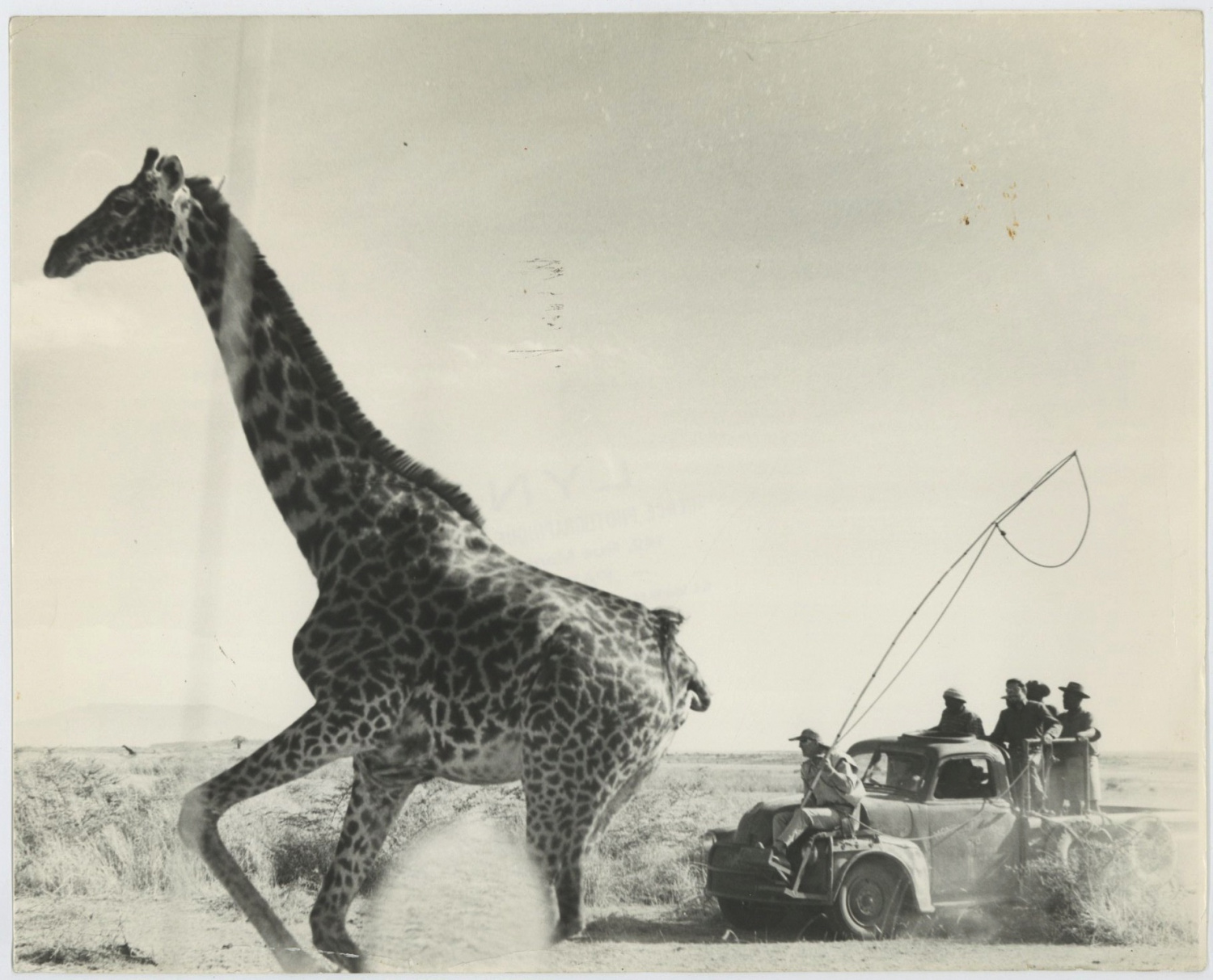 Tournage du film "Hatari" - John Wayne climbed on the front part of the ...