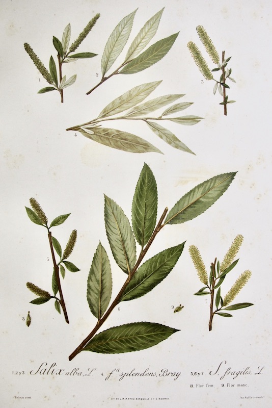 Flora Forestal Española - Salix alba, Fa. Splendens, Bray, S. Fragilis ...