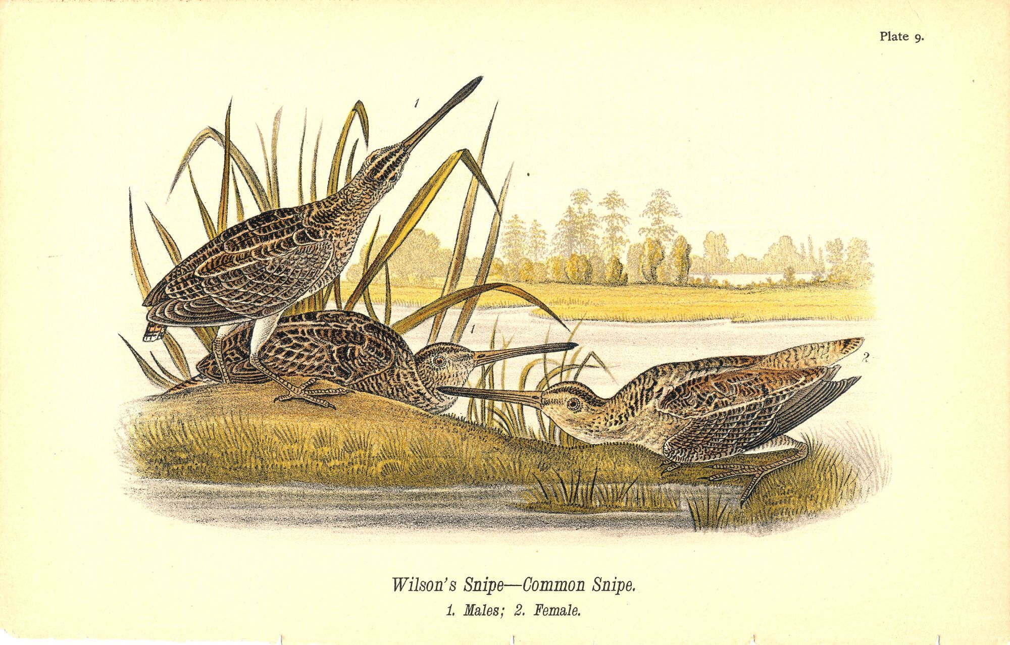 Bird print - Wilson's Snipe - Common Snipe (3 birds) - Plate 9 - from ...