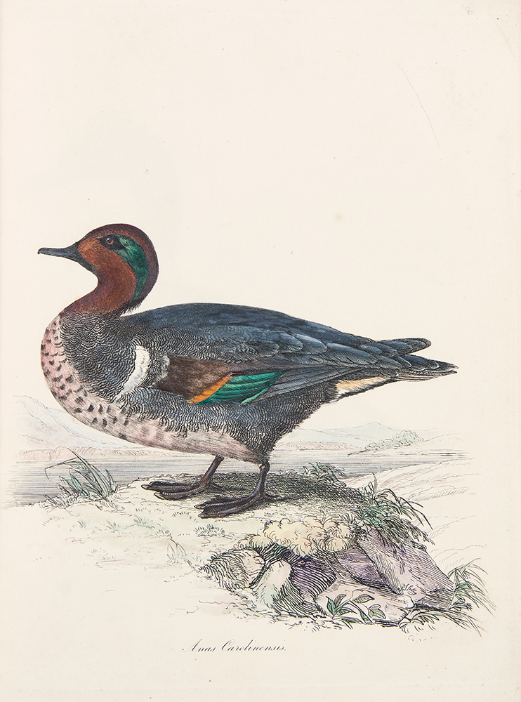 Sir William Jardine's Illustrations of the Duck Tribe by JARDINE, Sir ...