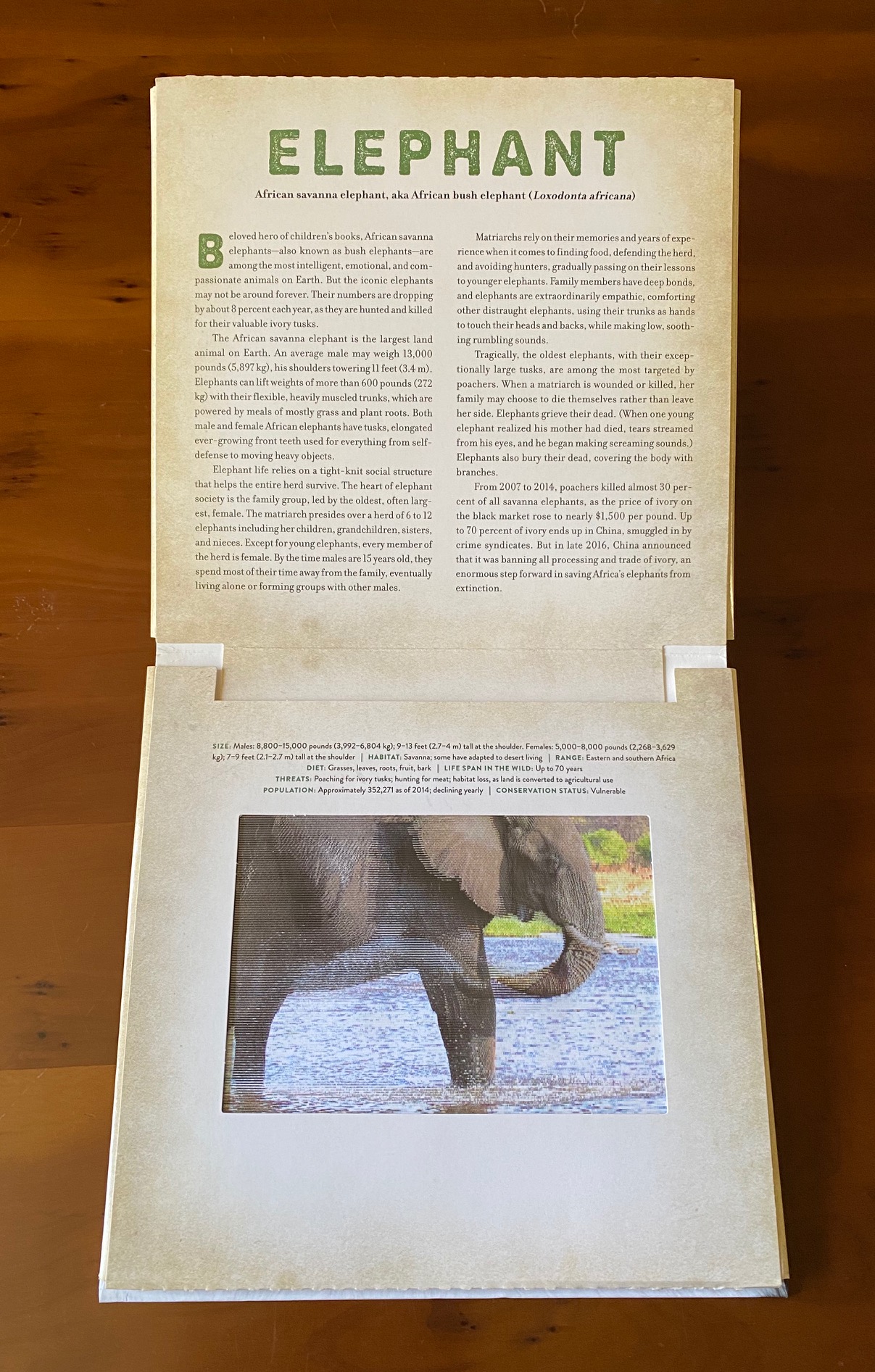 Wild | Endangered Animals in Living Motion | A Photicular Moving Book ...