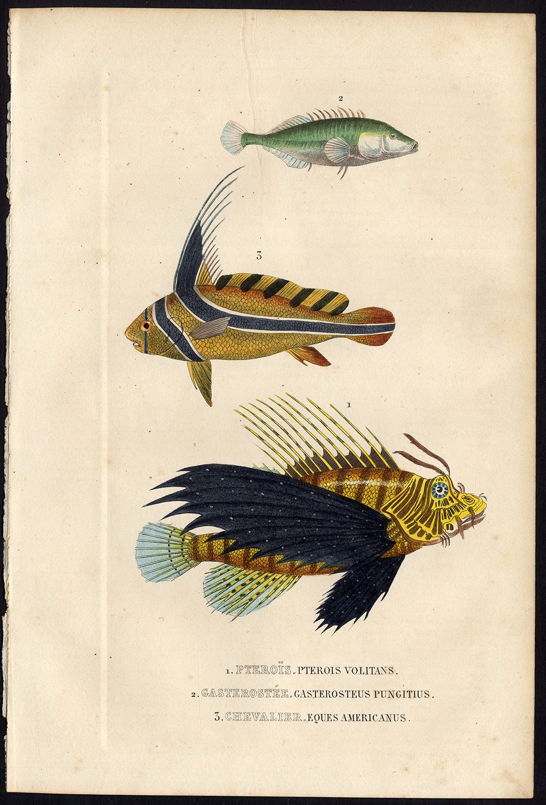 Antique Print-STICKLEBACK-FISH-KNIGHT-Drapiez-1853: (1853) Kunst ...