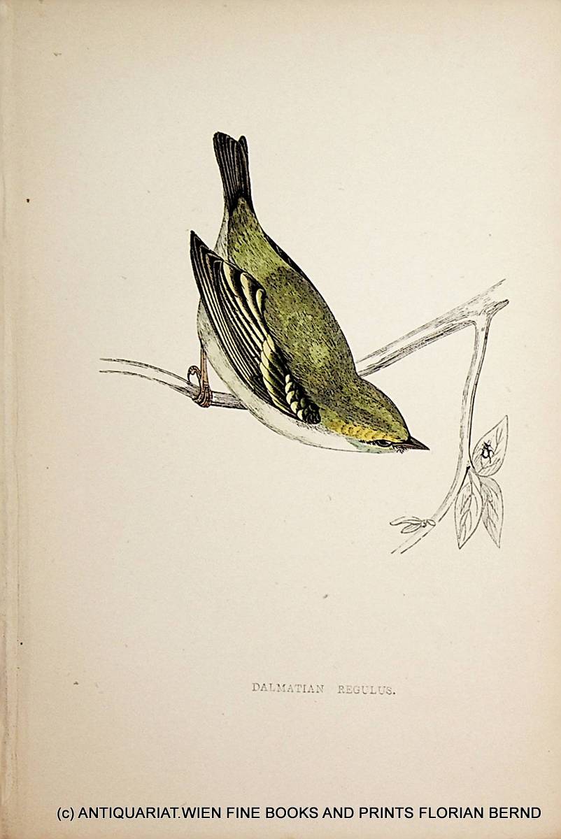 Dalmatian Regulus / Pallas's Leaf Warbler / Phylloscopus proregulus ...