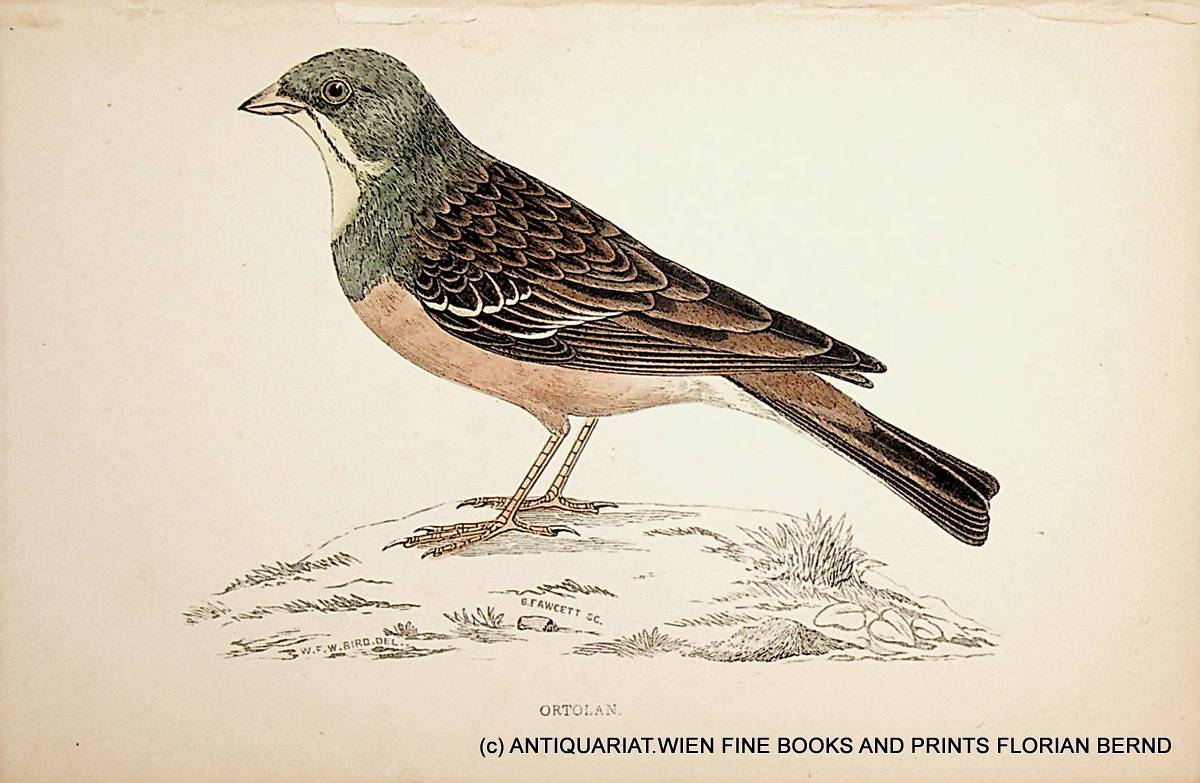Ortolan / Ortolan bunting / Emberiza hortulana / Ortolan auch Gartenammer: (1863) Kunst / Grafik ...
