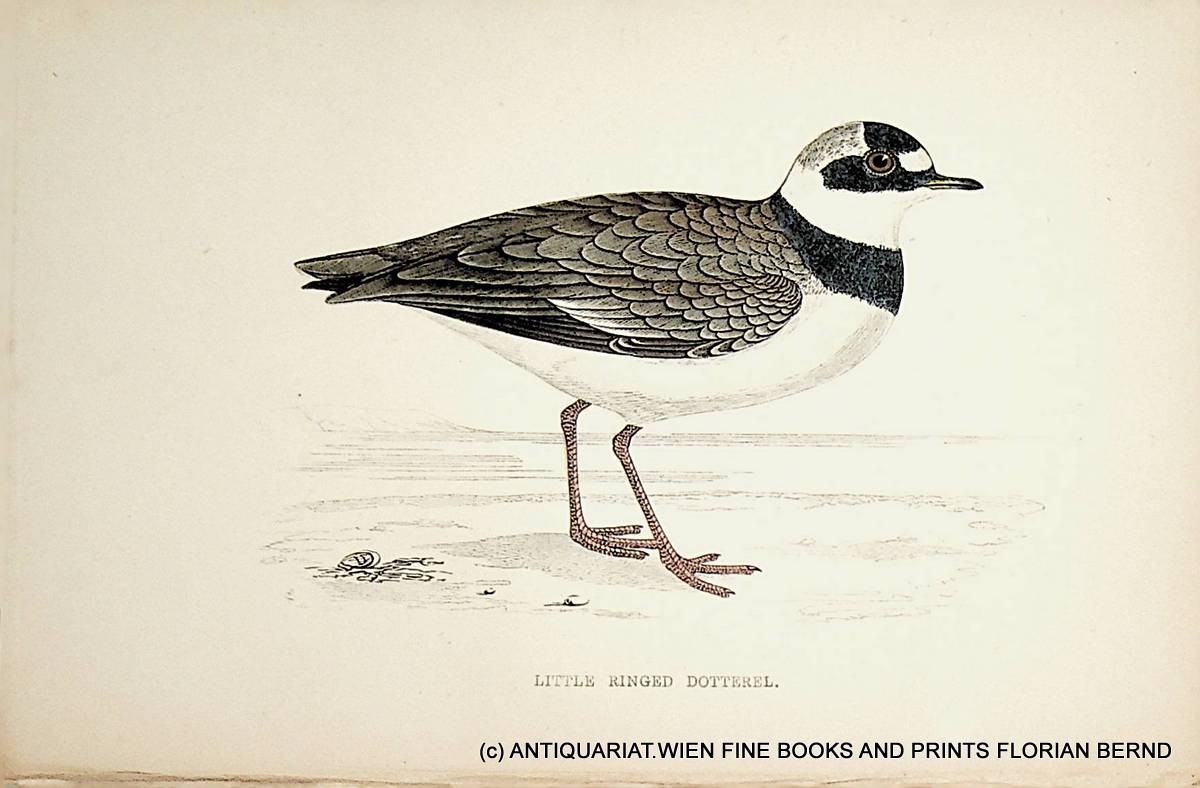 Little Ringend Dotterel / Little ringed plover / Charadrius dubius ...