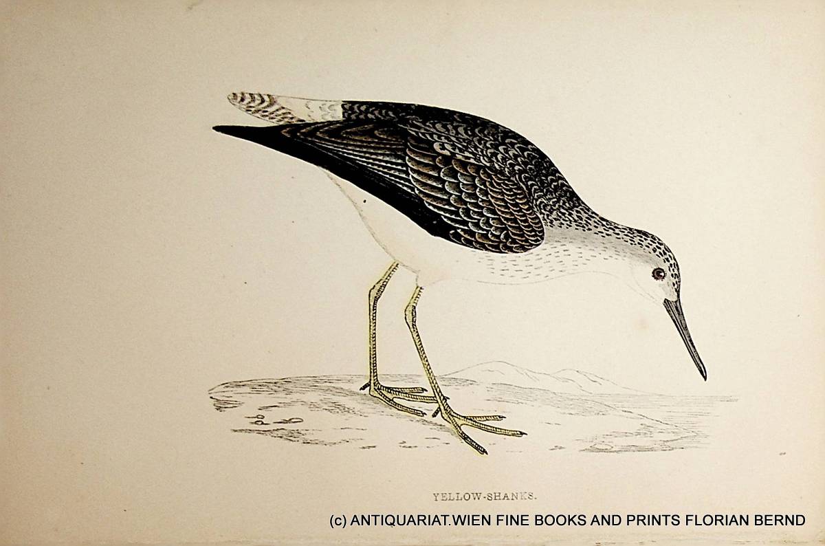 Yellow-shanks / Greater yellowlegs / Tringa melanoleuca / Großer ...