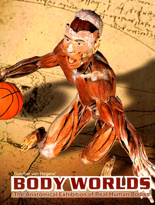Gunther von Hagens' Body Worlds: The Anatomical Exhibition of Real ...