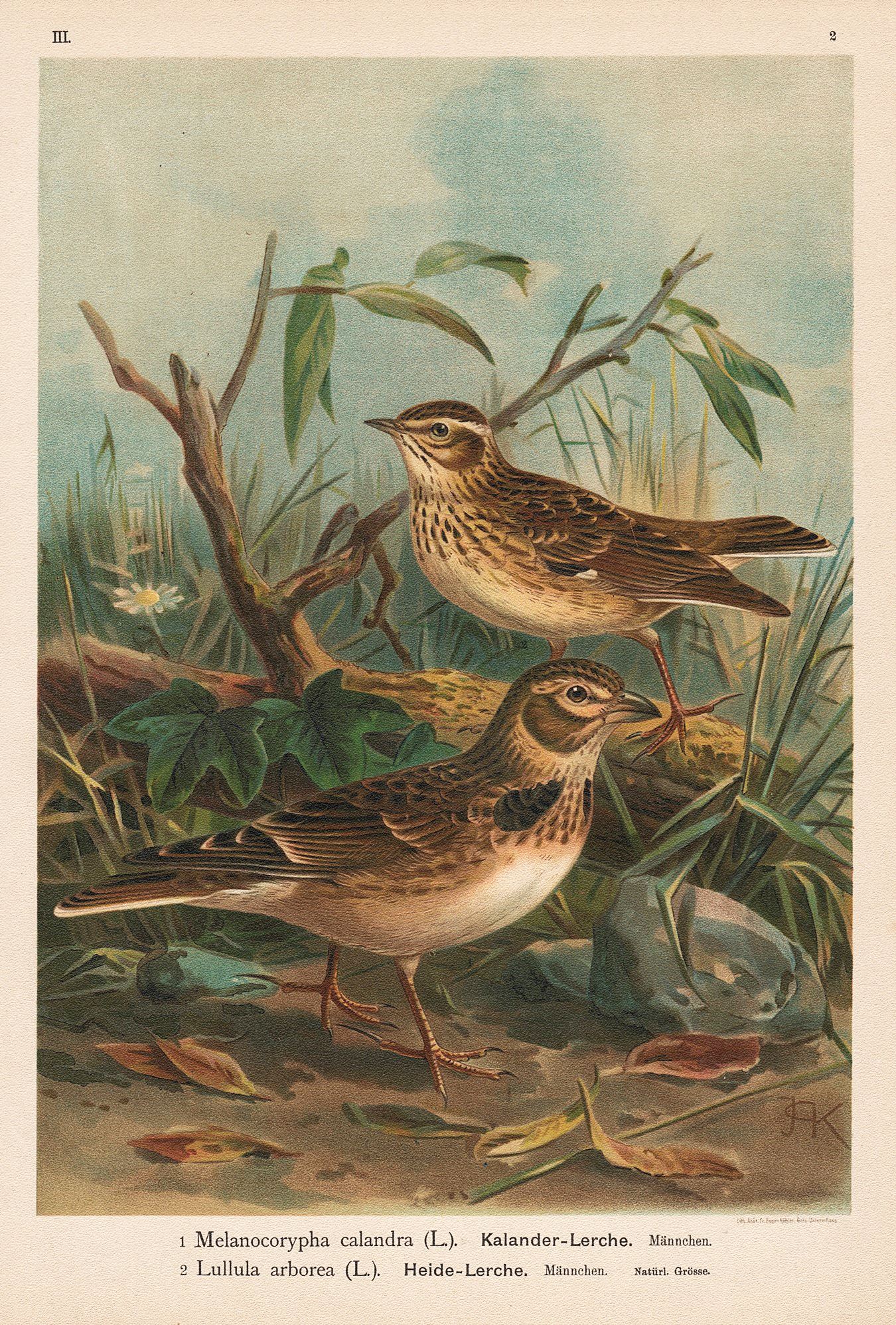 " Kalander-Lerche, Heide-Lerche " Lerche Sperling Larks Vogel Vögel ...