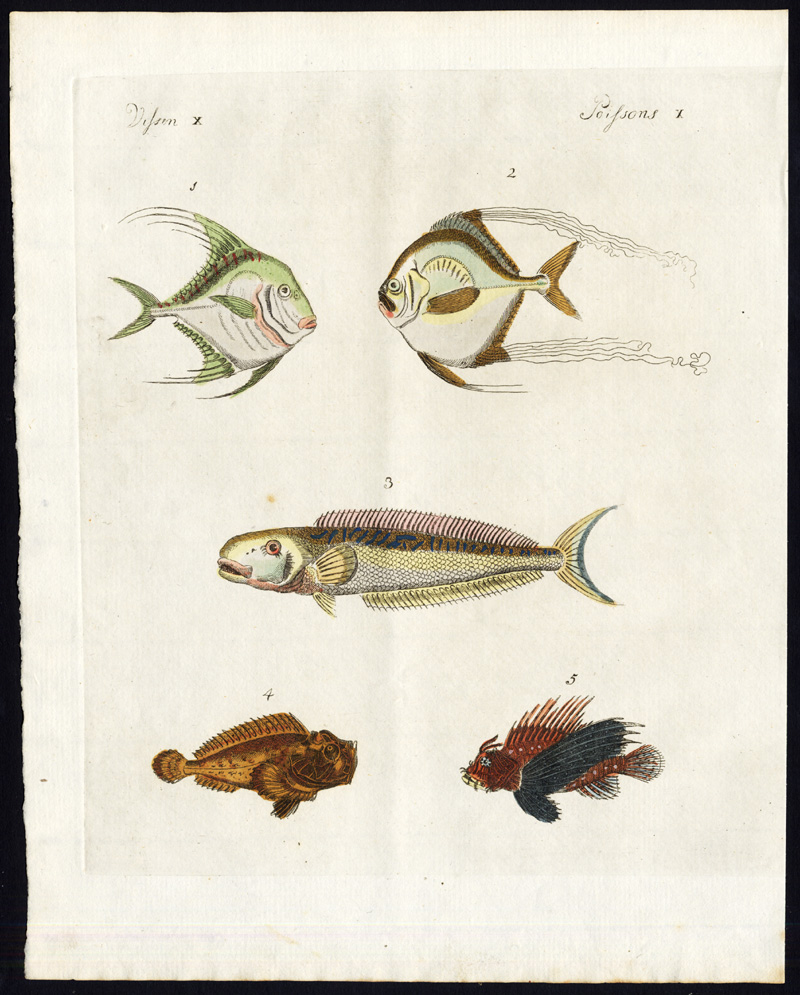Antique Print-JOHN DORY-SCORPION FISH-Bertuch-1800: (1800) Kunst ...