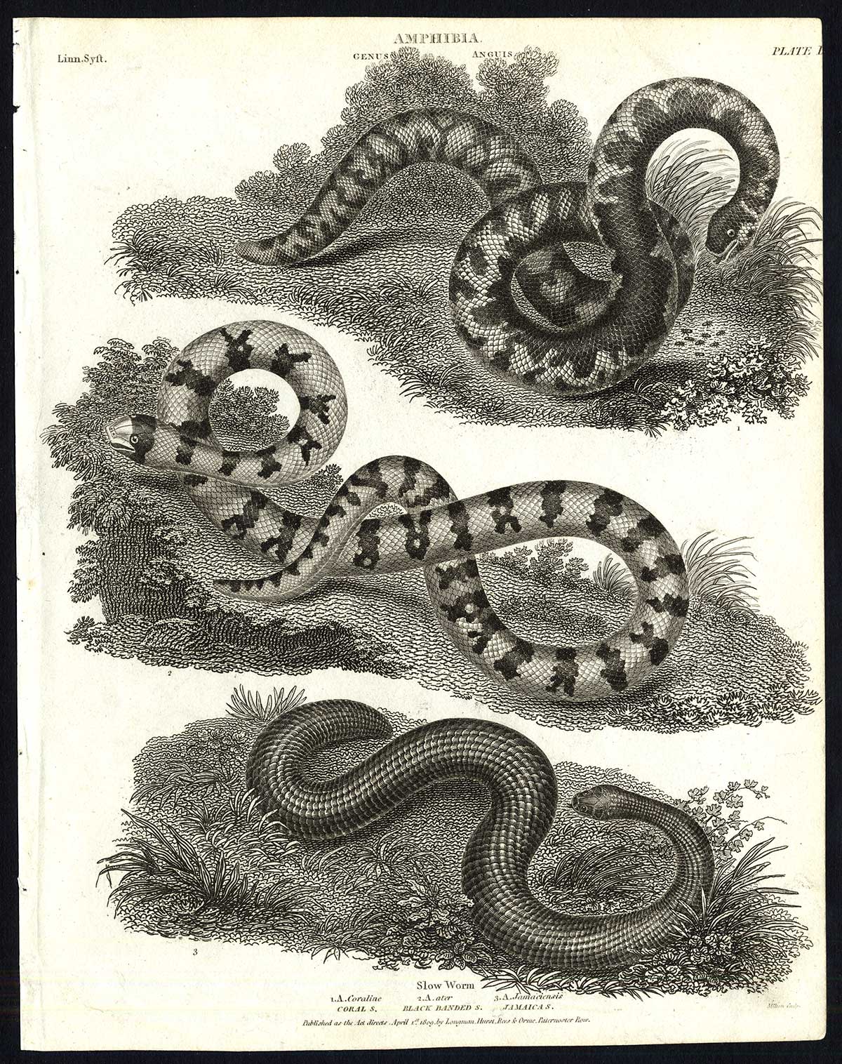Antique print-NATURAL HISTORY-SNAKE-SLOW WORM-AMPHIBIAN-Rees-1820 ...