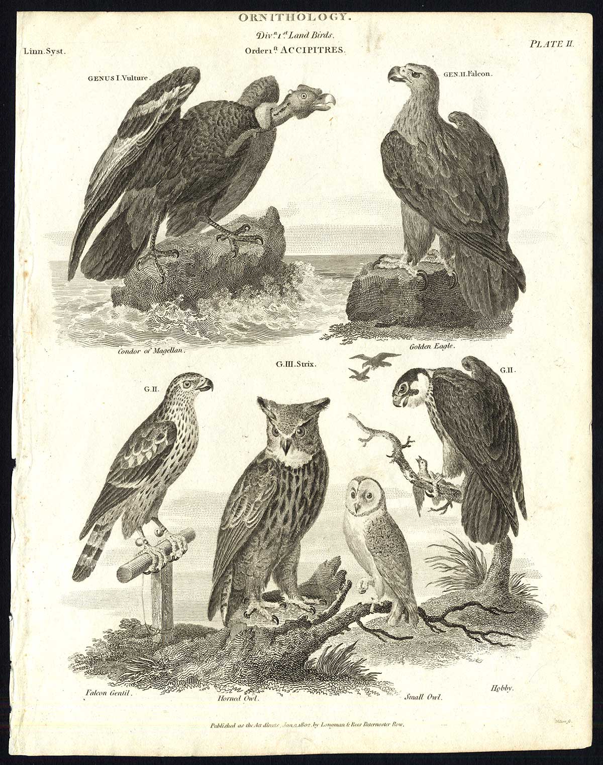 Antique print-NATURAL HISTORY-BIRD-EAGLE-HOBBY-OWL-CONDOR-FALCON-Rees ...
