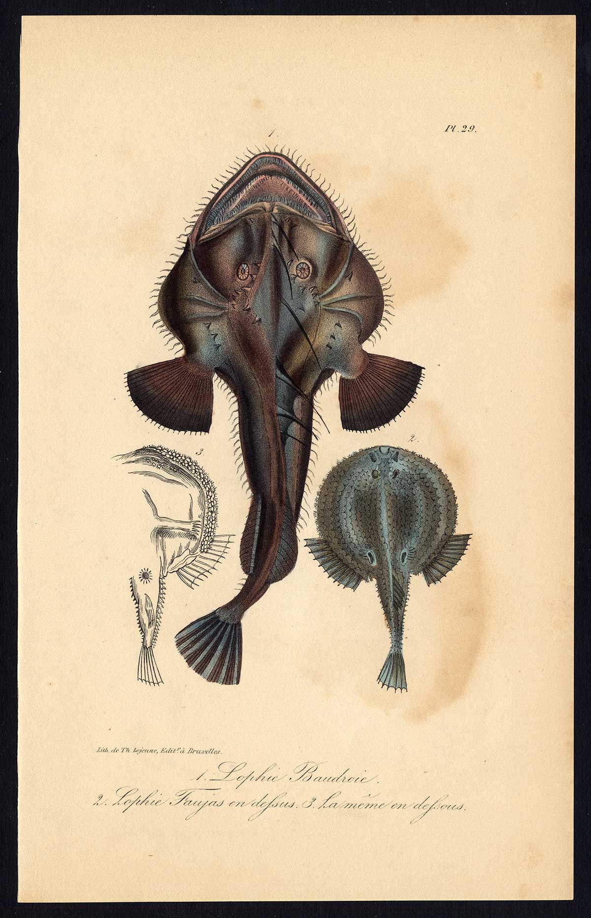 Antique Print-ANGLER-MONKFISH-GOOSEFISH-Pl. 29-Lacepede-1832: (1832 ...