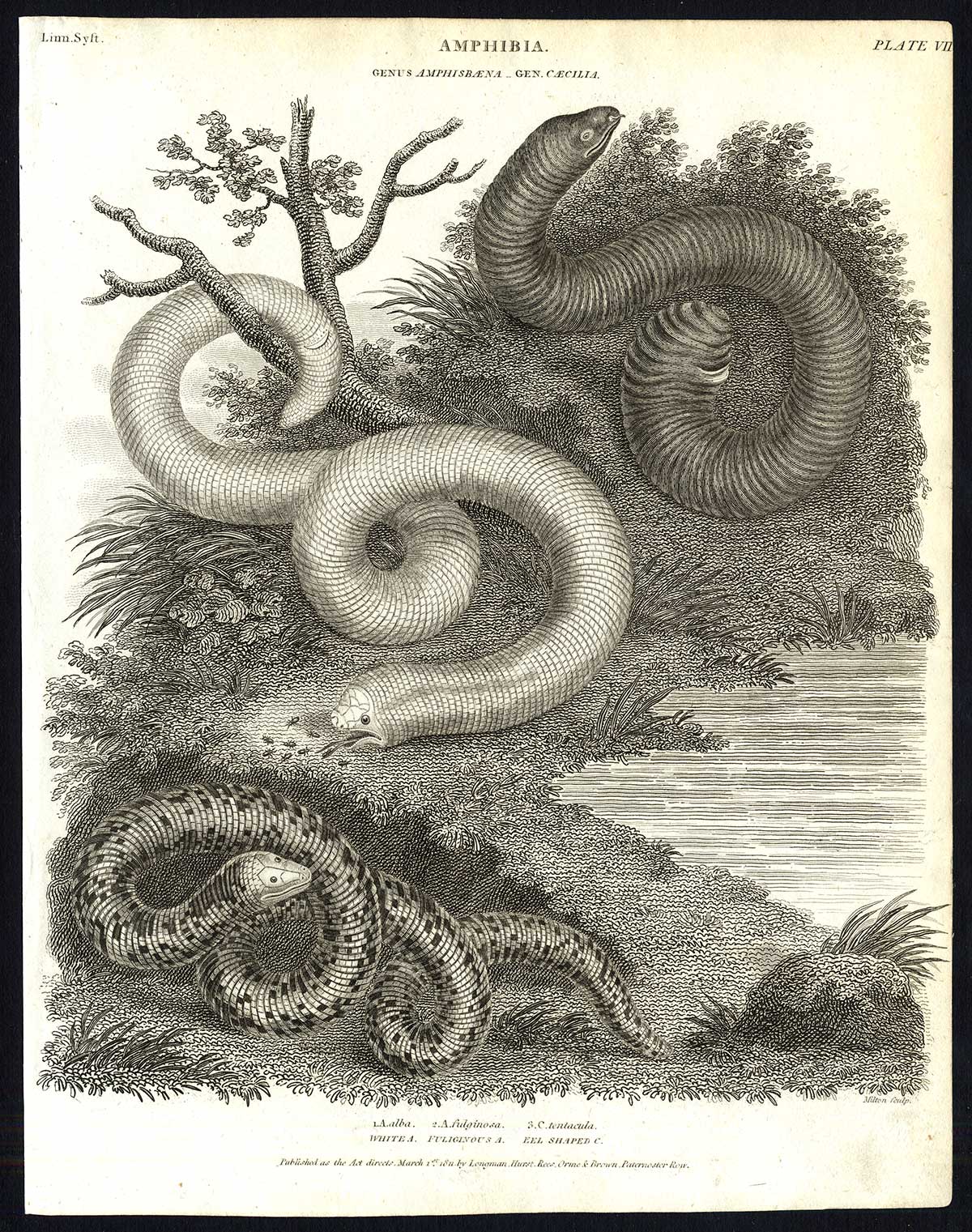 Antique print-NATURAL HISTORY-AMPHIBIAN-SNAKE-CAECILIA-AMPHISBAENA-Rees ...