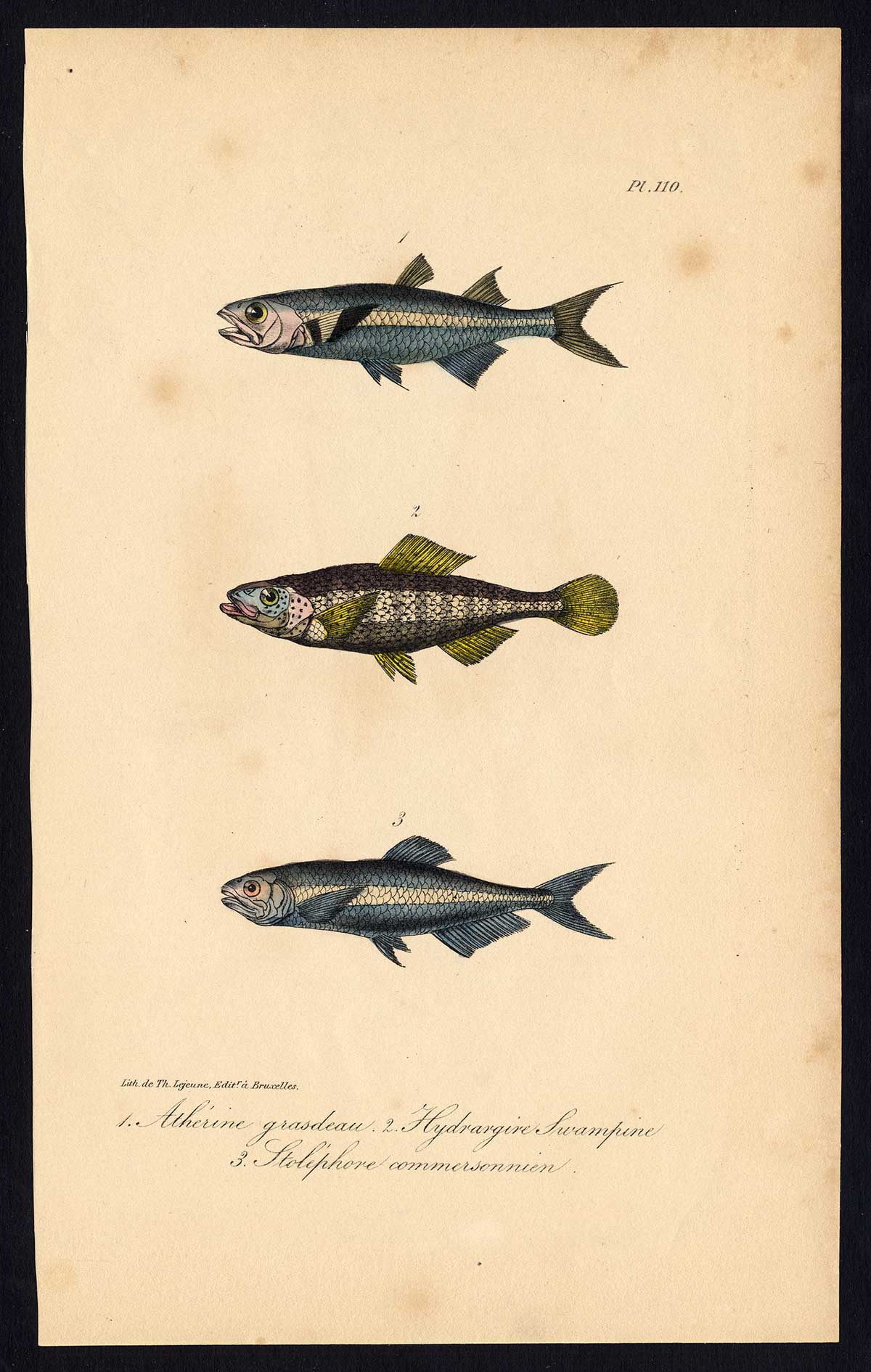 Antique Print-SILVERSIDE-FISH-COMMERSON'S ANCHOVY-Pl. 110-Lacepede-1832 ...