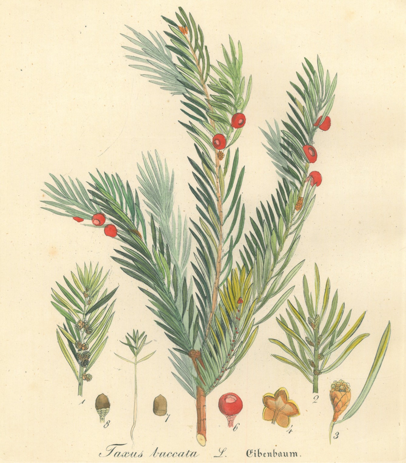 BÄUME. - Eibe. "Taxus baccata. Eibenbaum", auch europäische Eibe oder ...