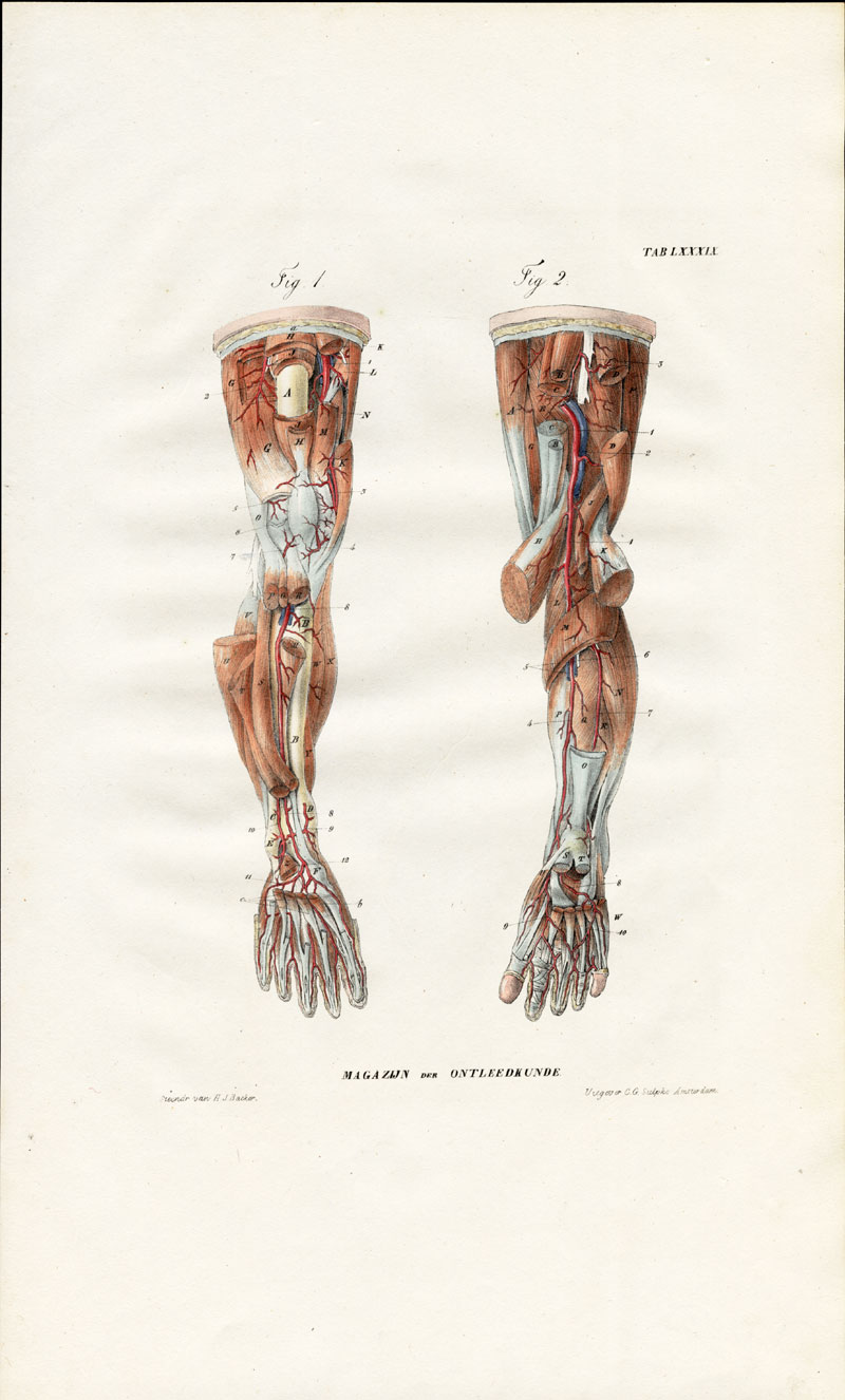 Antique Anatomy Print-ANGIOLOGY-ARTERY-LOWER LEG-FOOT-Richter-1839 ...