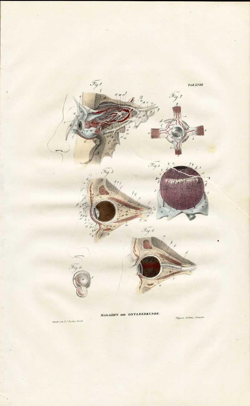 Antique Anatomy Print-SPLANCHNOLOGY-VISCERA-EYE-VISION-Richter-1839 ...