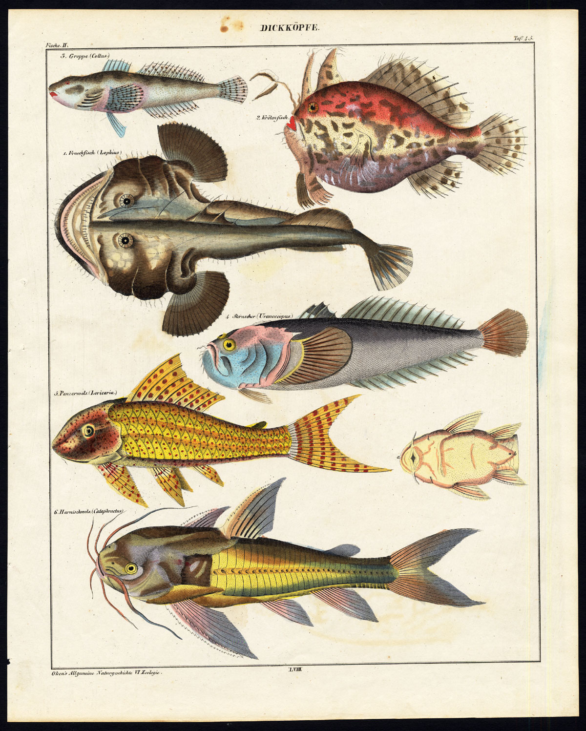 Antique Print-MONKFISH-TOADFISH-CATFISH-SCULPIN-ARMORED RED-Pl 45-Oken ...