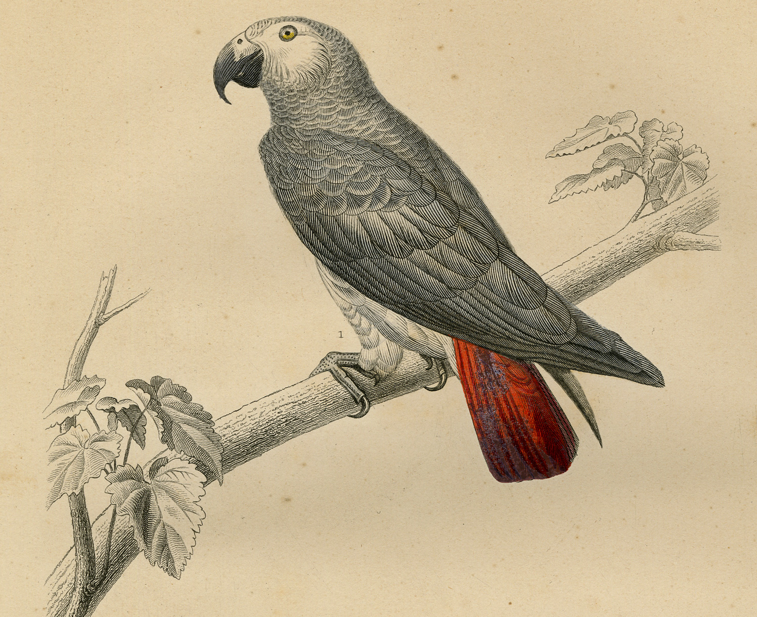 African Grey Parrot Drawing