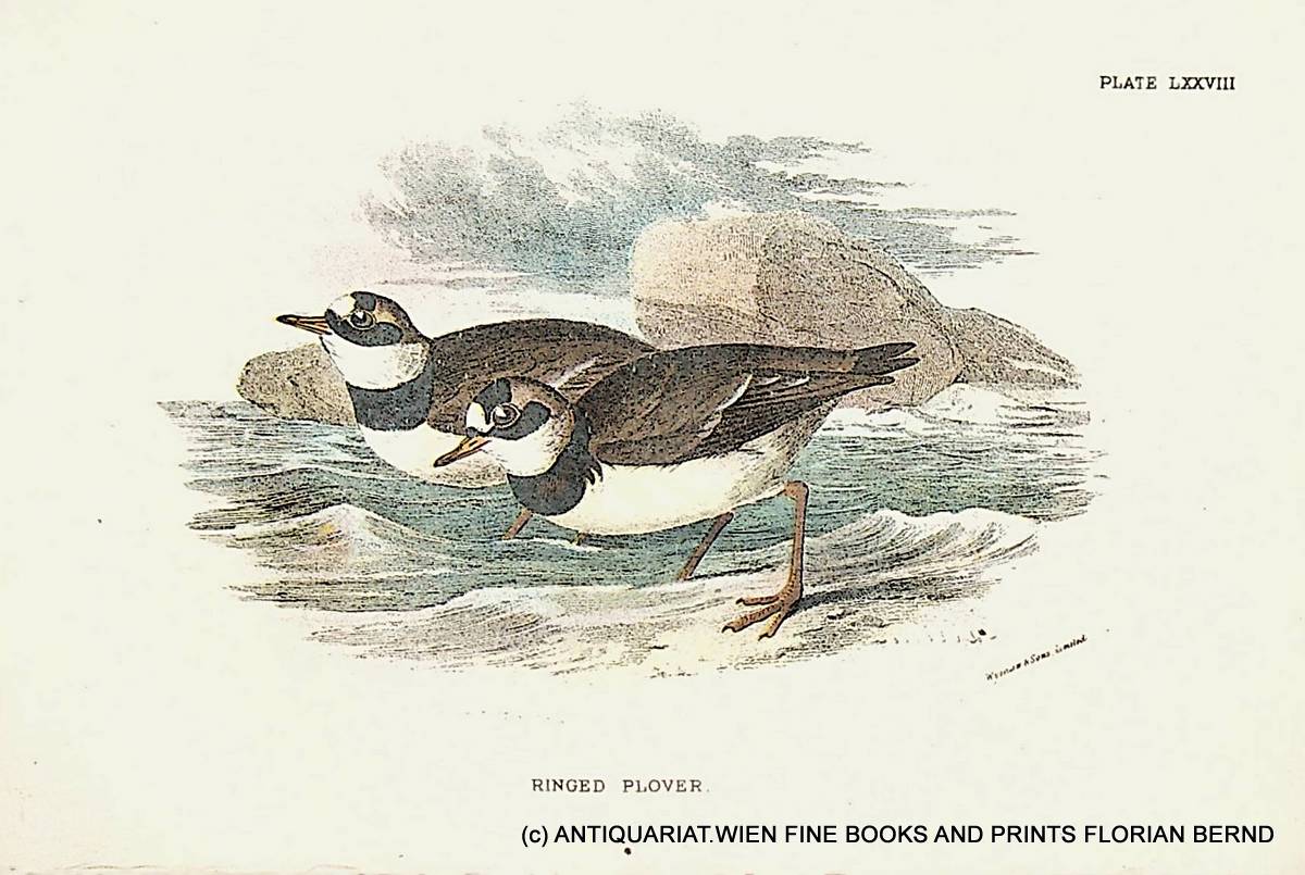 Ringed Dotterel / Common ringed plover / Sandregenpfeifer: (1896) Art ...
