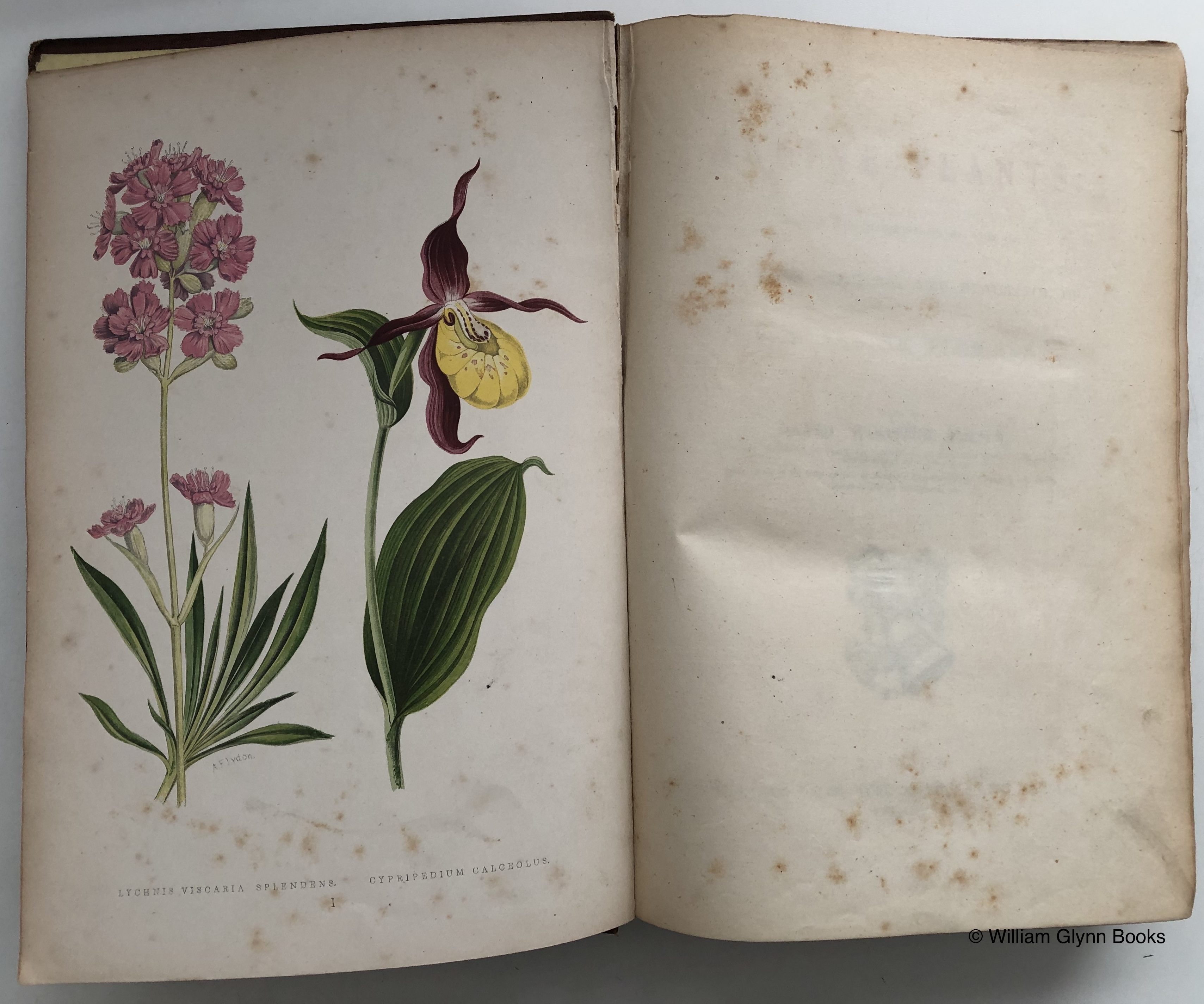 Alpine Plants: Figures and Descriptions of Some of the Most Striking ...