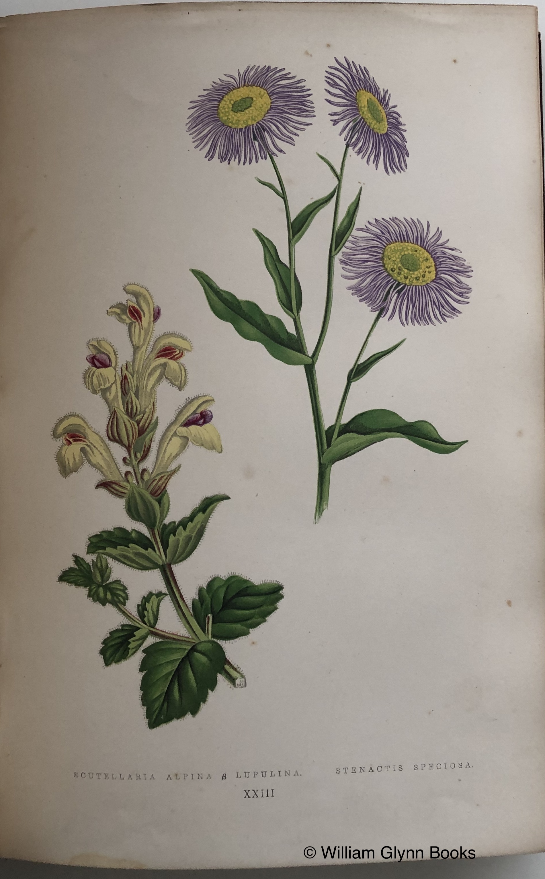 Alpine Plants: Figures and Descriptions of Some of the Most Striking ...