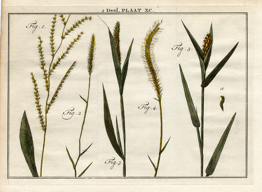 Antique Botany Print-SWITCHGRASS-CATSTAIL-GRASS PLANT-Houttuyn-1774 ...
