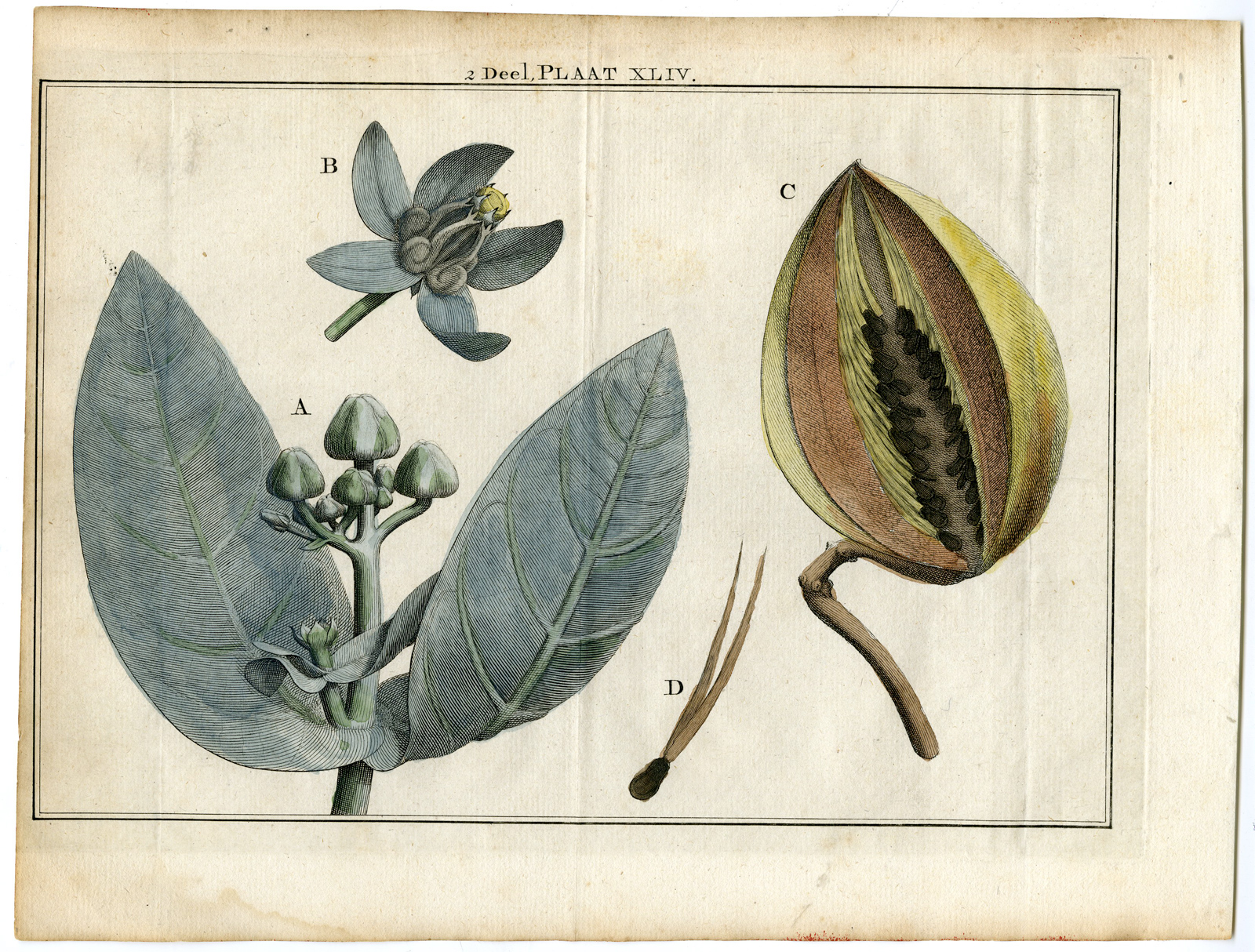 Antique Botany Print-CALOTROPIS GIGANTEA-Houttuyn-1774: (1774) Art ...