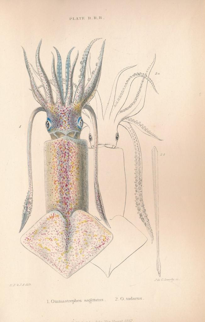 A History of British Mollusca, and Their Shells. 4 volume set by Forbes ...