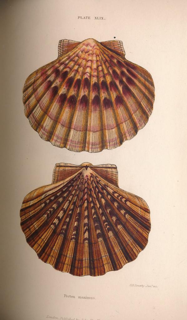 A History of British Mollusca, and Their Shells. 4 volume set by Forbes ...