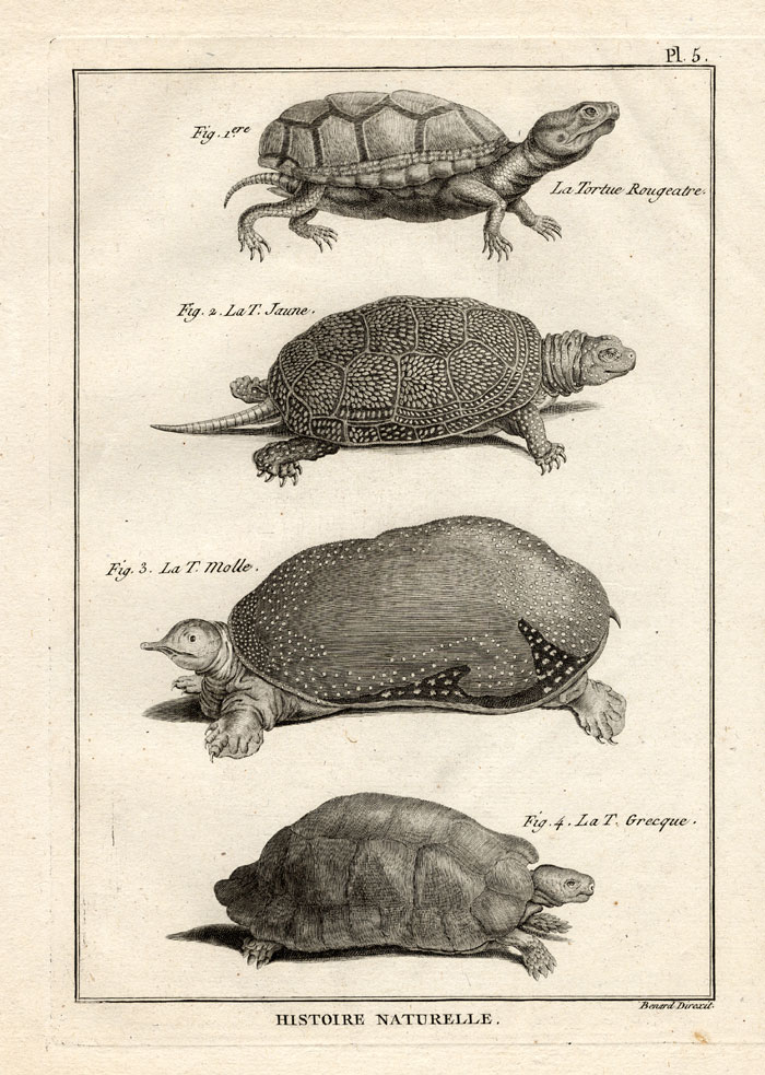 Antique Print-SPINY SOFTSHELL TURTLE-Panckoucke-1789: (1789) Art ...