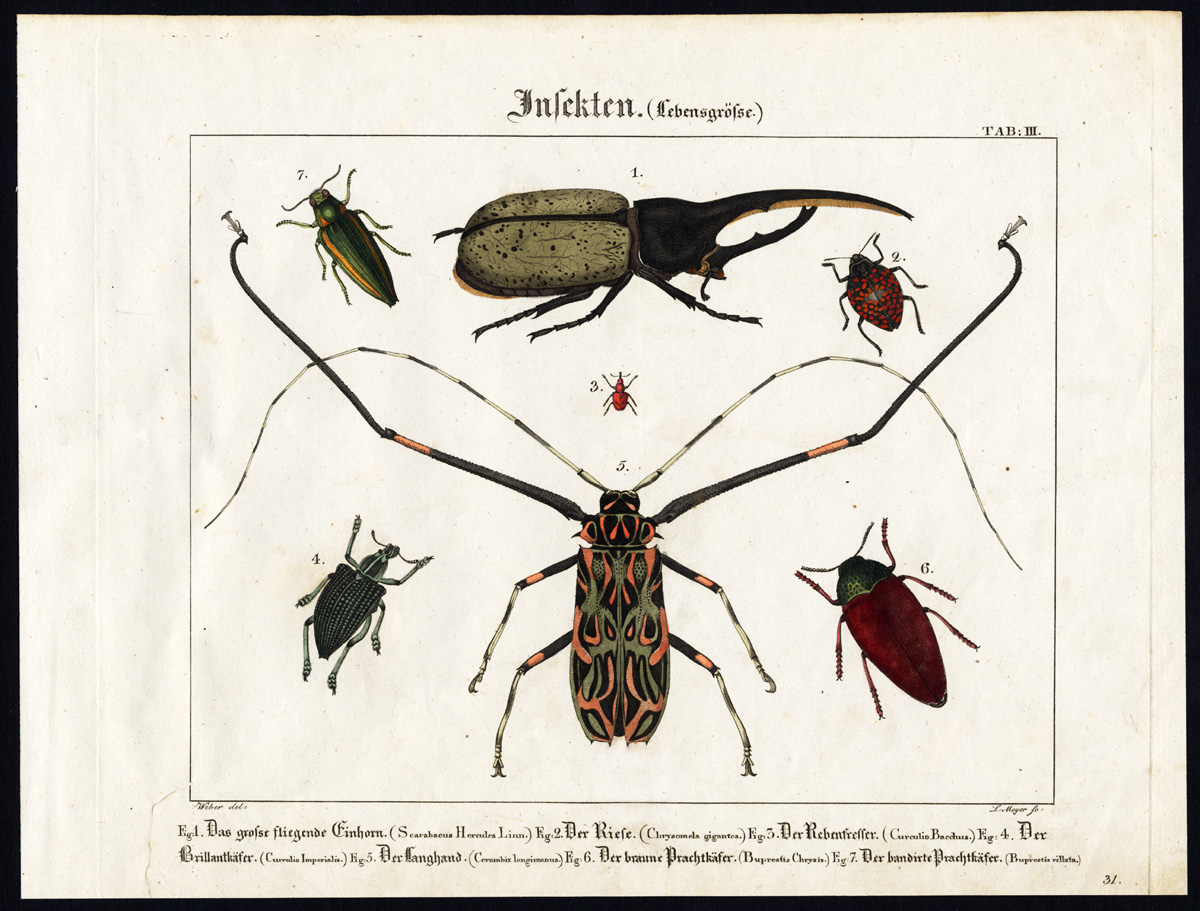 Antique Print-HERCULES BEETLE-LEAF-DIAMOND-JEWEL-HARLEQUIN-WEEVIL ...