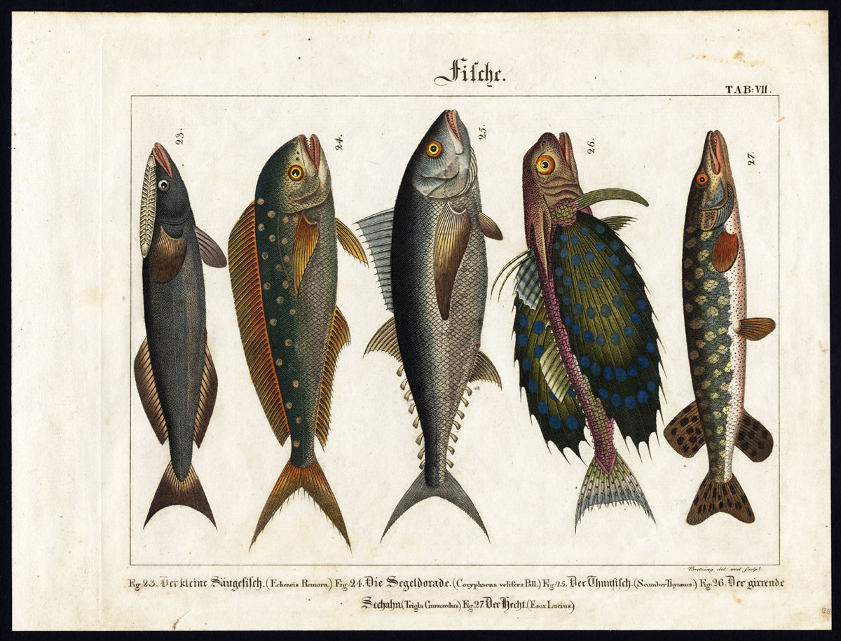 Antique Print-TUNA-GURNARD-PIKE-SPOTTED FANFISH-REMORA-Wilmsen-1821 ...