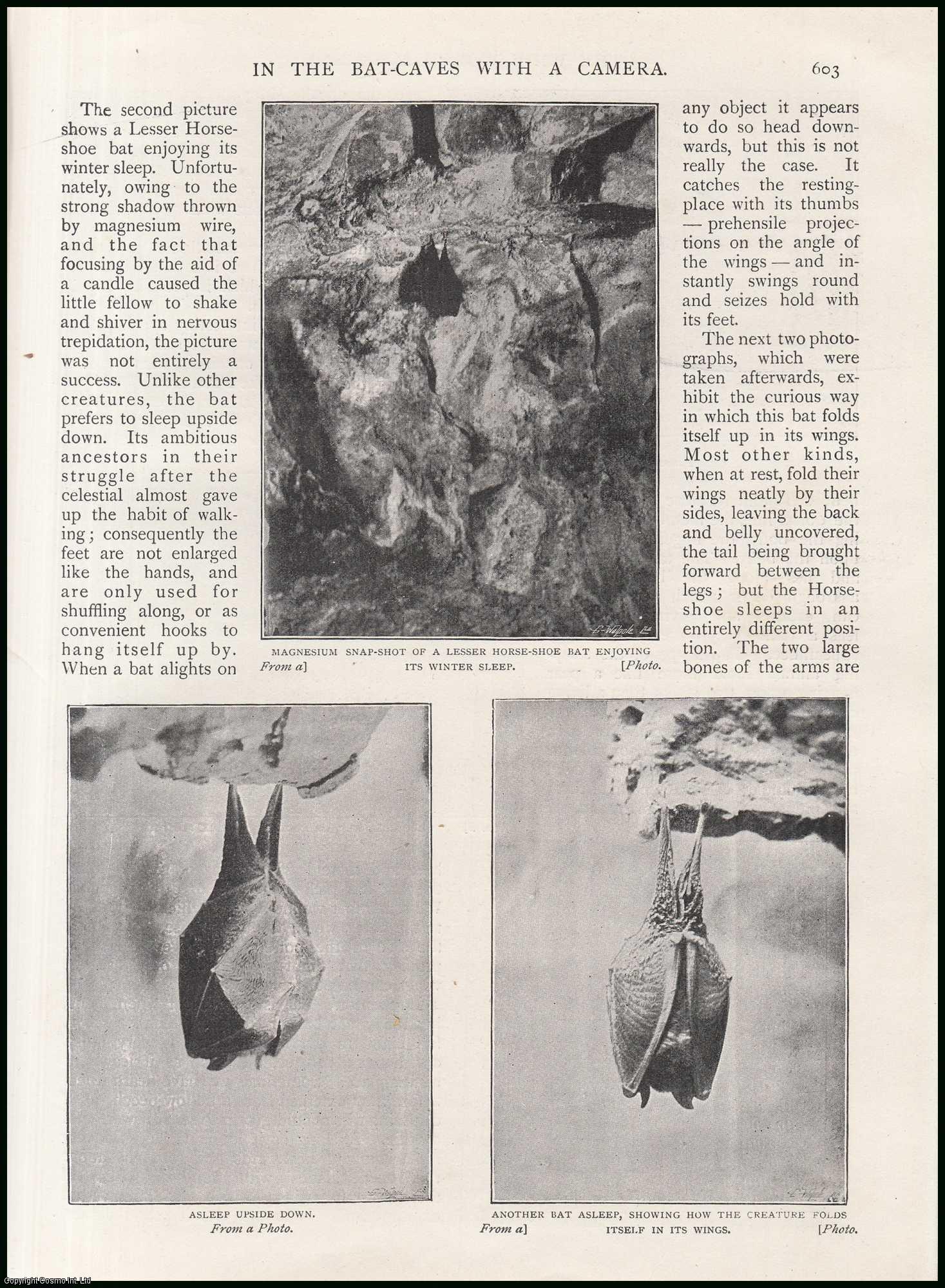 In the Bat Caves with a Camera. Photographs of varieties of Bats found ...