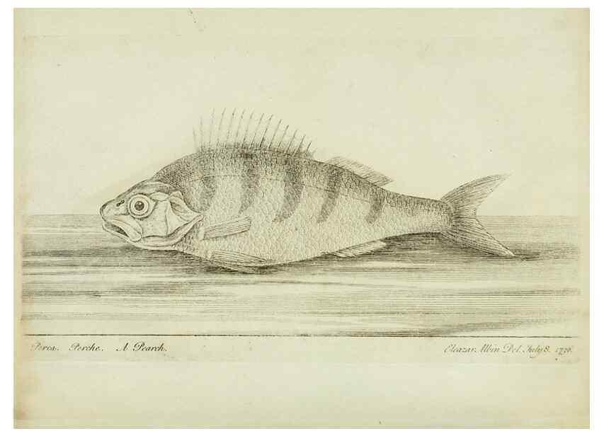 Reproducción/Reproduction 49680602751: The history of esculent fish ...