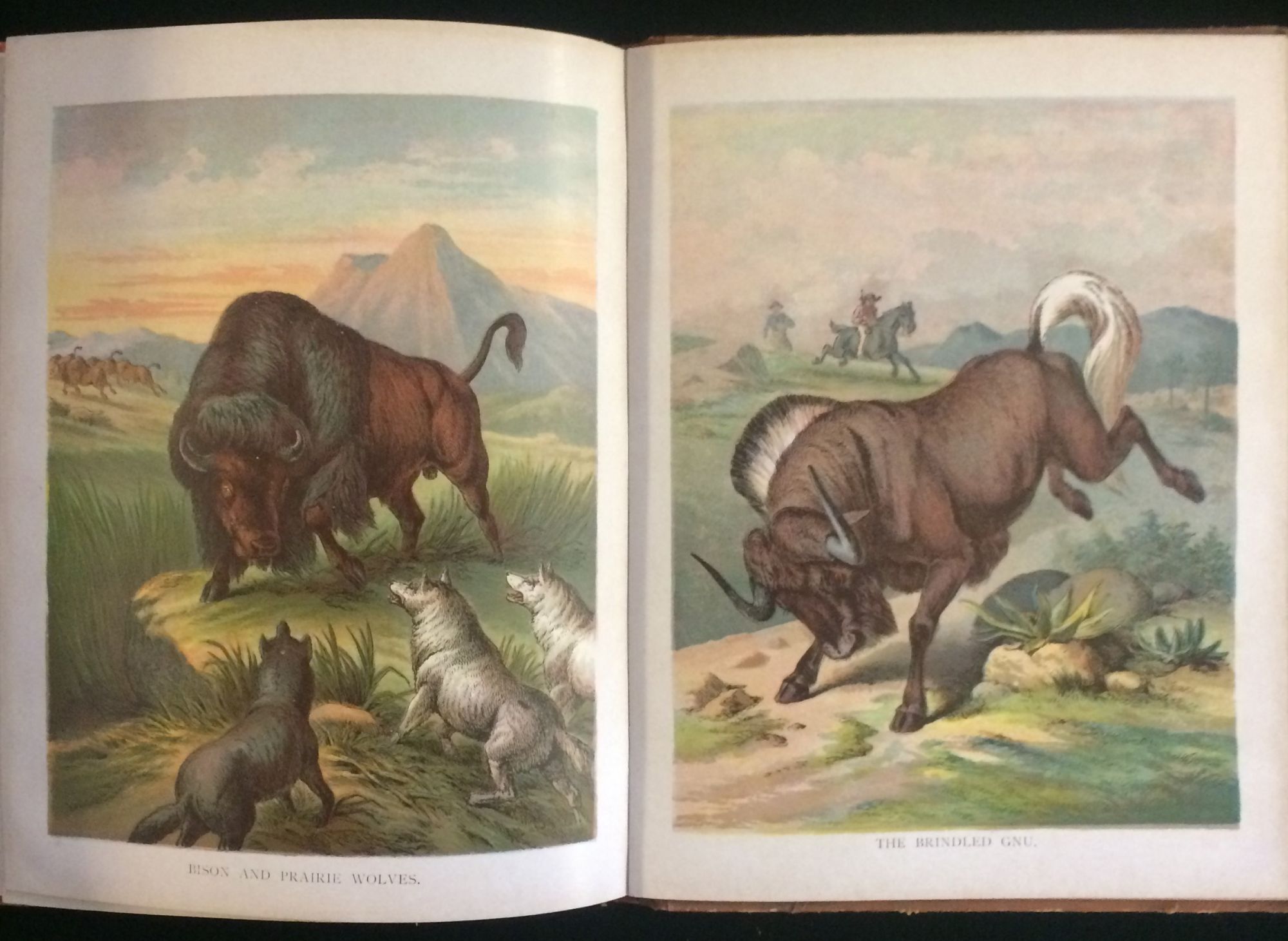 PICTURES AND STORIES FROM NATURAL HISTORY (children's animal book ...