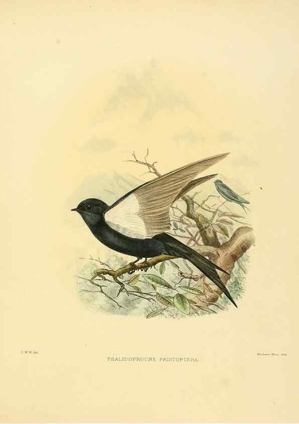 Reproducción/Reproduction 49522650386: A monograph of the Hirundinidae ...