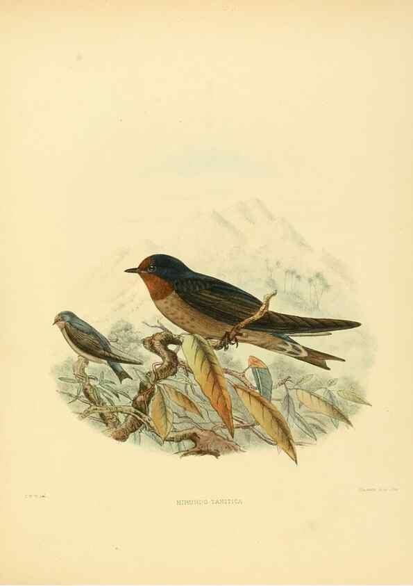 Reproducción/Reproduction 49522631991: A monograph of the Hirundinidae ...