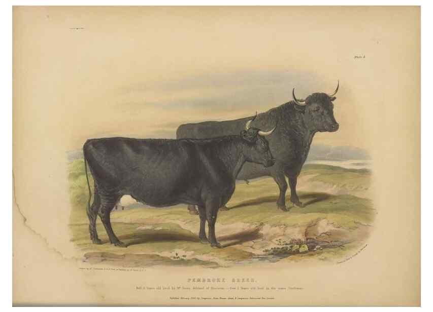 Reproducción/Reproduction 48230606931: The breeds of the domestic ...