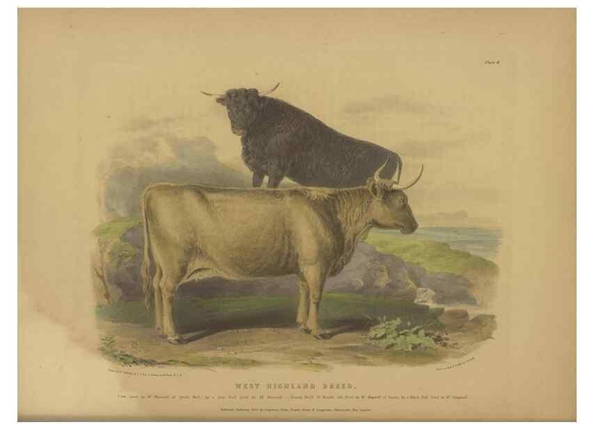 Reproducción/Reproduction 48230608196: The breeds of the domestic ...