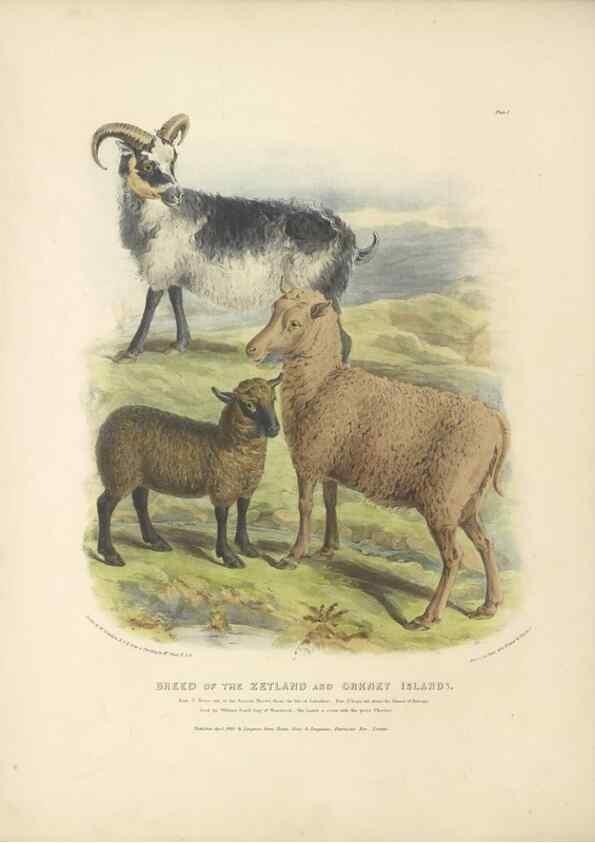 Reproducción/Reproduction 48230836547: The breeds of the domestic ...