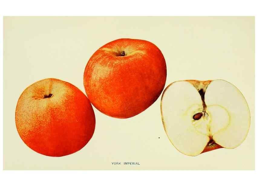 Reproducción/Reproduction 28588077898: The apples of New York,. Albany ...